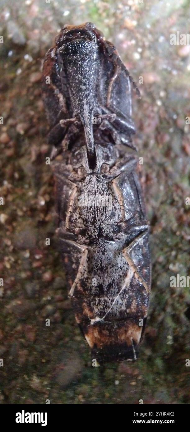 Alveolatus hi-res stock photography and images - Alamy