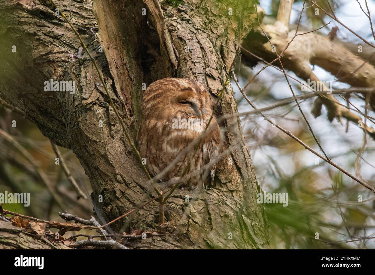 Tawny owl (Strix aluco) sleeping or roosting in a tree hole during the ...