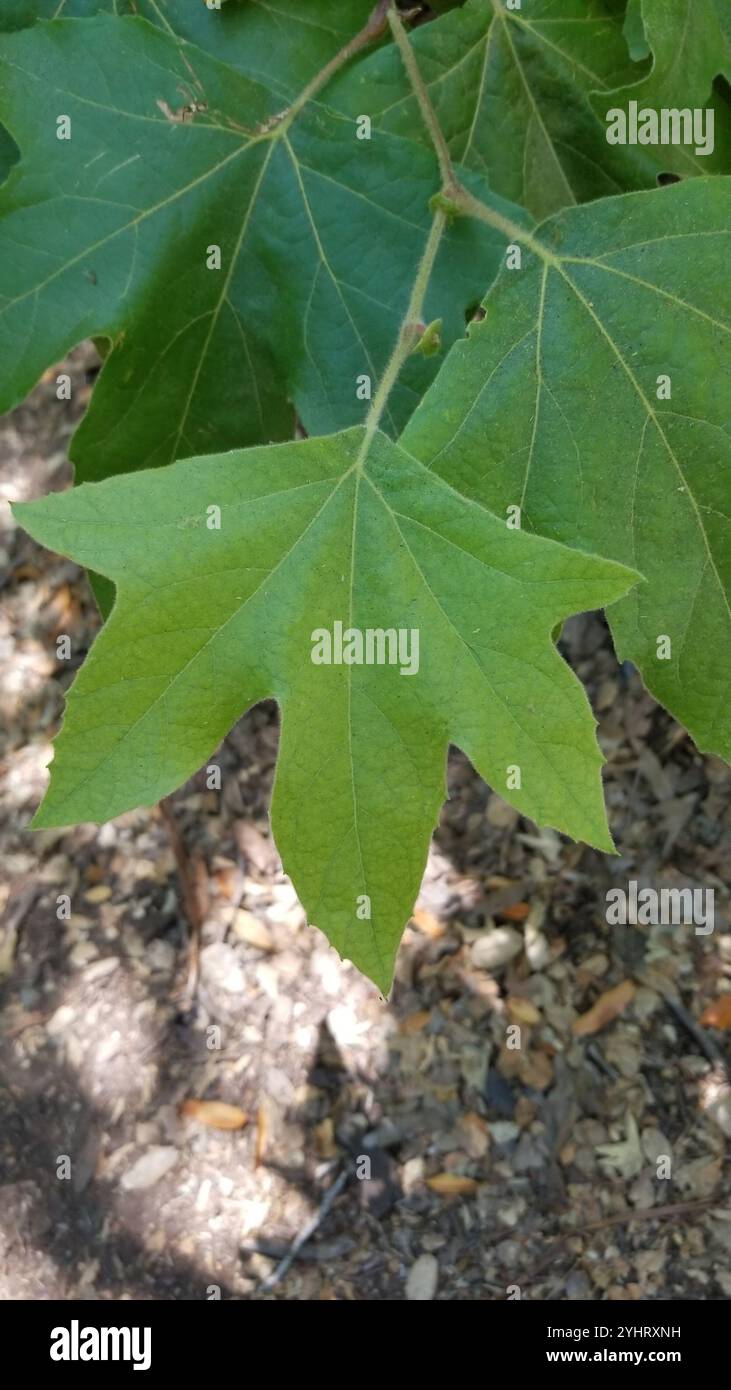 western sycamore (Platanus racemosa Stock Photo - Alamy