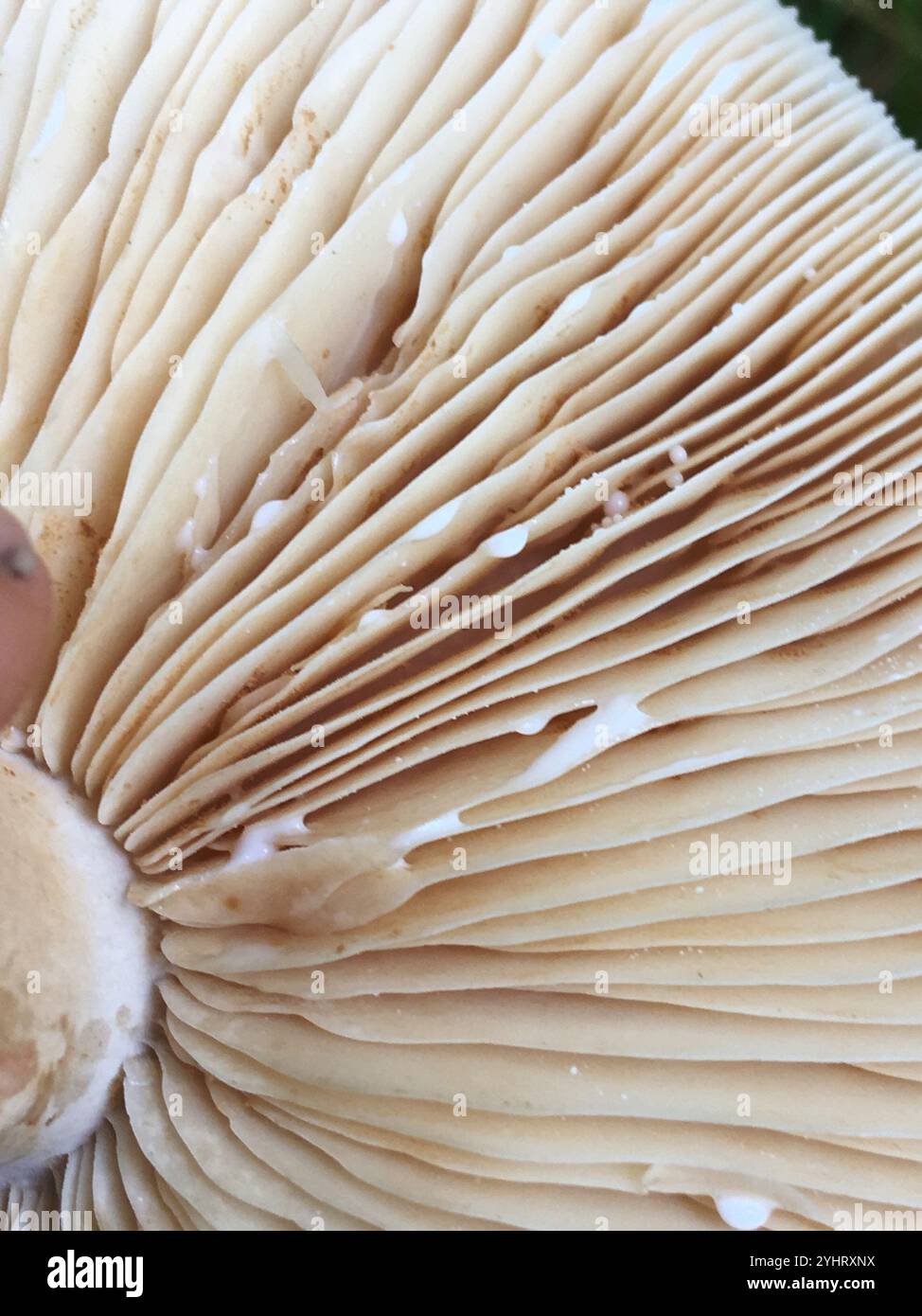 Fumosus hi-res stock photography and images - Alamy