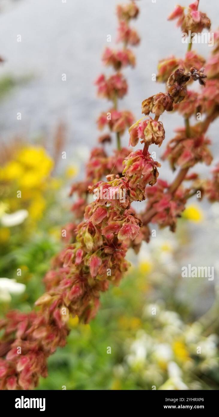 fiddle dock (Rumex pulcher Stock Photo - Alamy