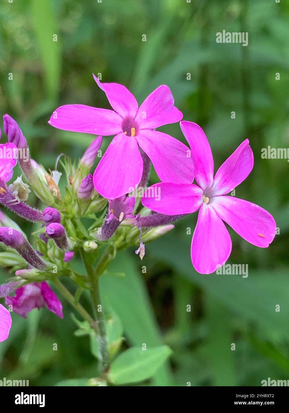 fall phlox (Phlox paniculata Stock Photo - Alamy