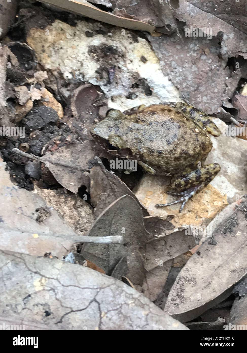 Rio Grande Chirping Frog (Eleutherodactylus campi Stock Photo - Alamy