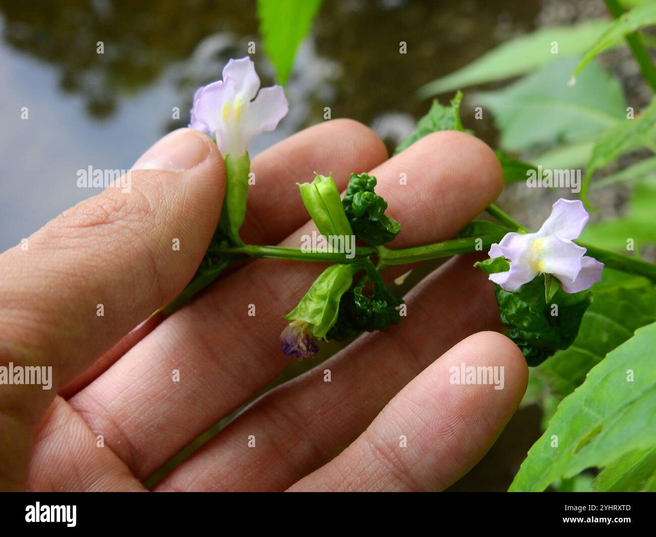 sharpwing monkeyflower (Mimulus alatus Stock Photo - Alamy