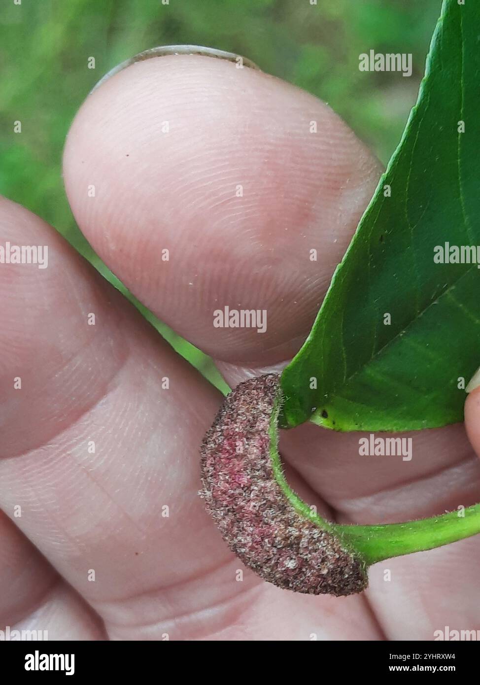 Walnut gall mite hi-res stock photography and images - Alamy