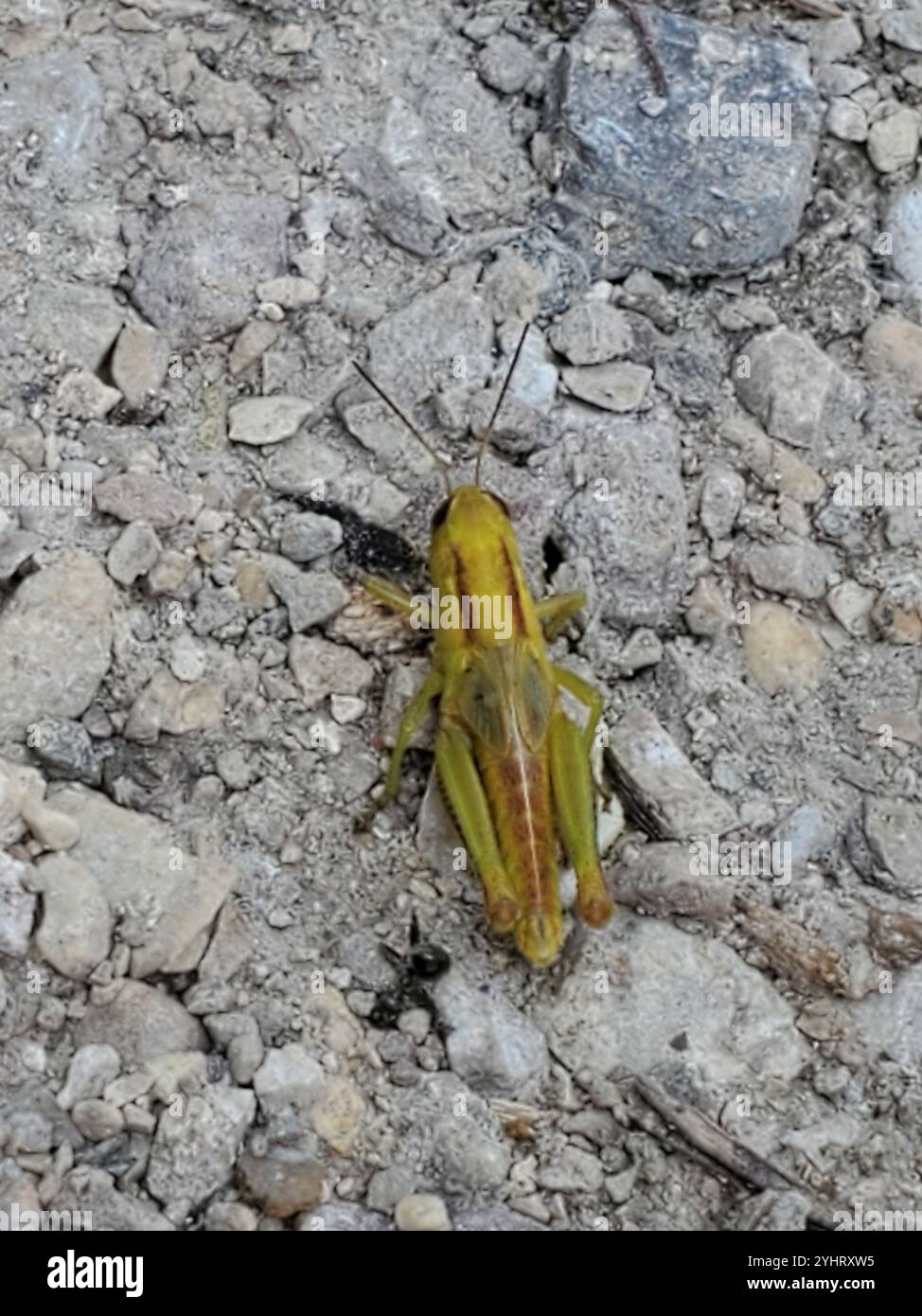 Two-striped Grasshopper (Melanoplus bivittatus Stock Photo - Alamy