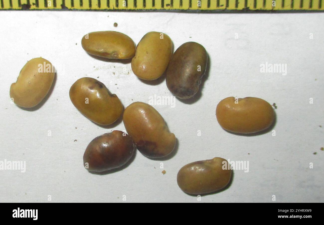 Tree-wisteria (Bolusanthus speciosus Stock Photo - Alamy