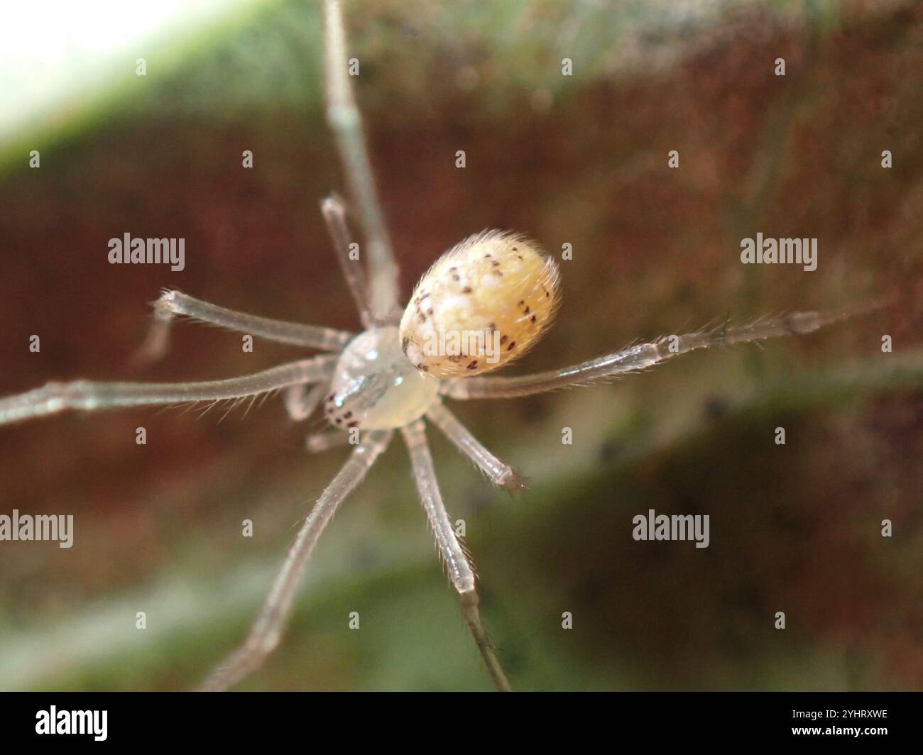 Comb-footed Spiders (Theridiidae Stock Photo - Alamy