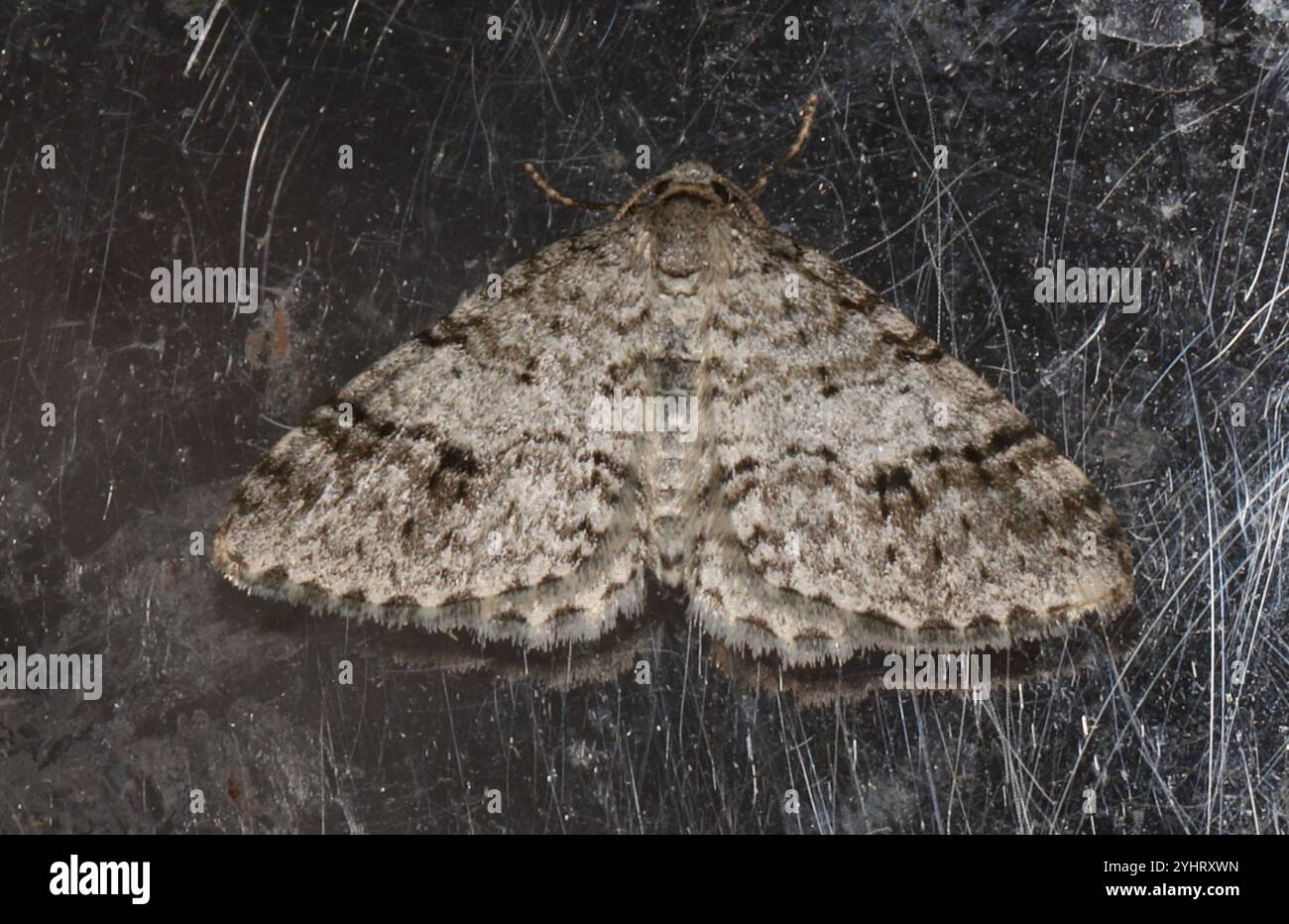 Welsh Wave Moth (Venusia cambrica Stock Photo - Alamy