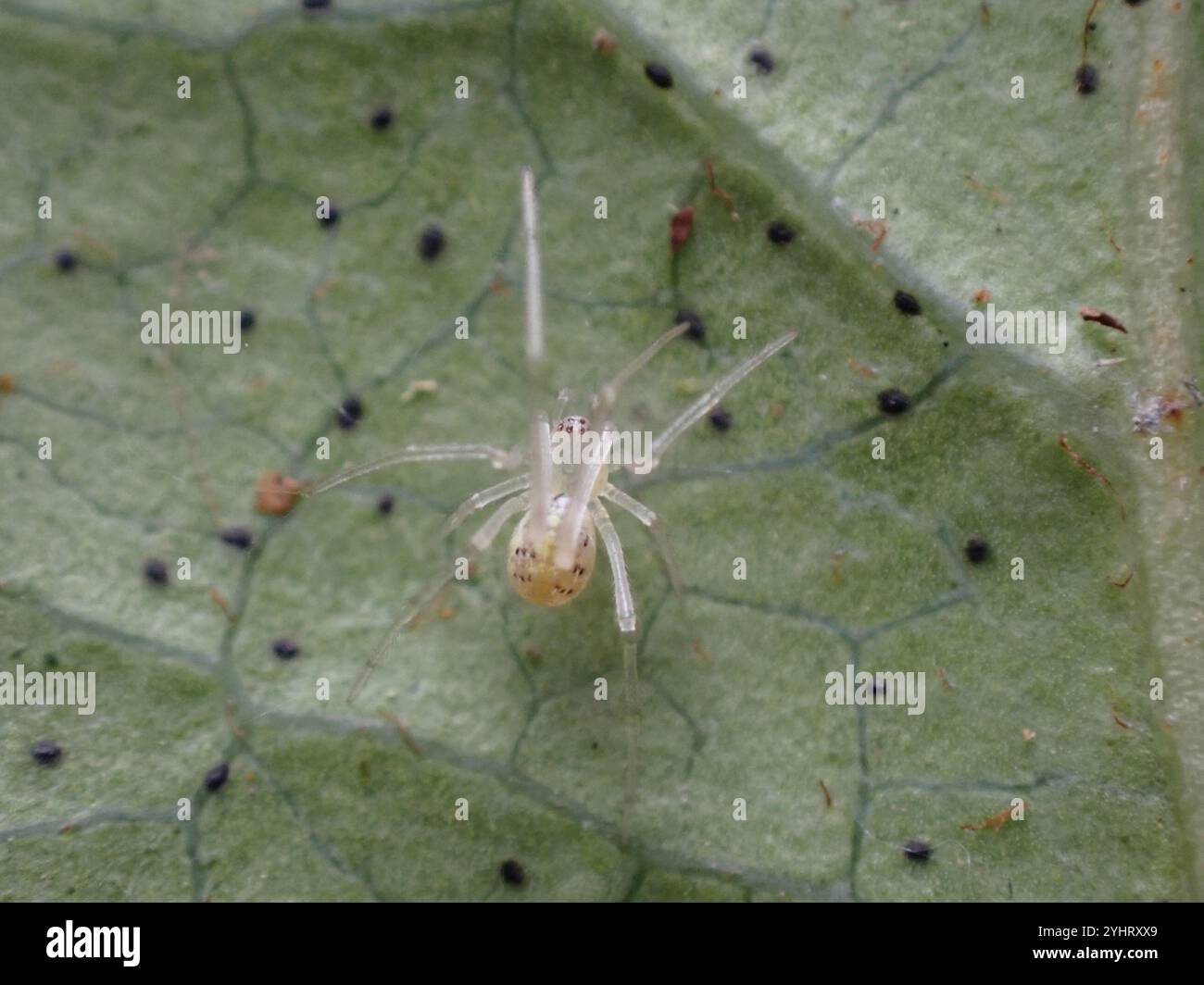 Comb-footed Spiders (Theridiidae Stock Photo - Alamy