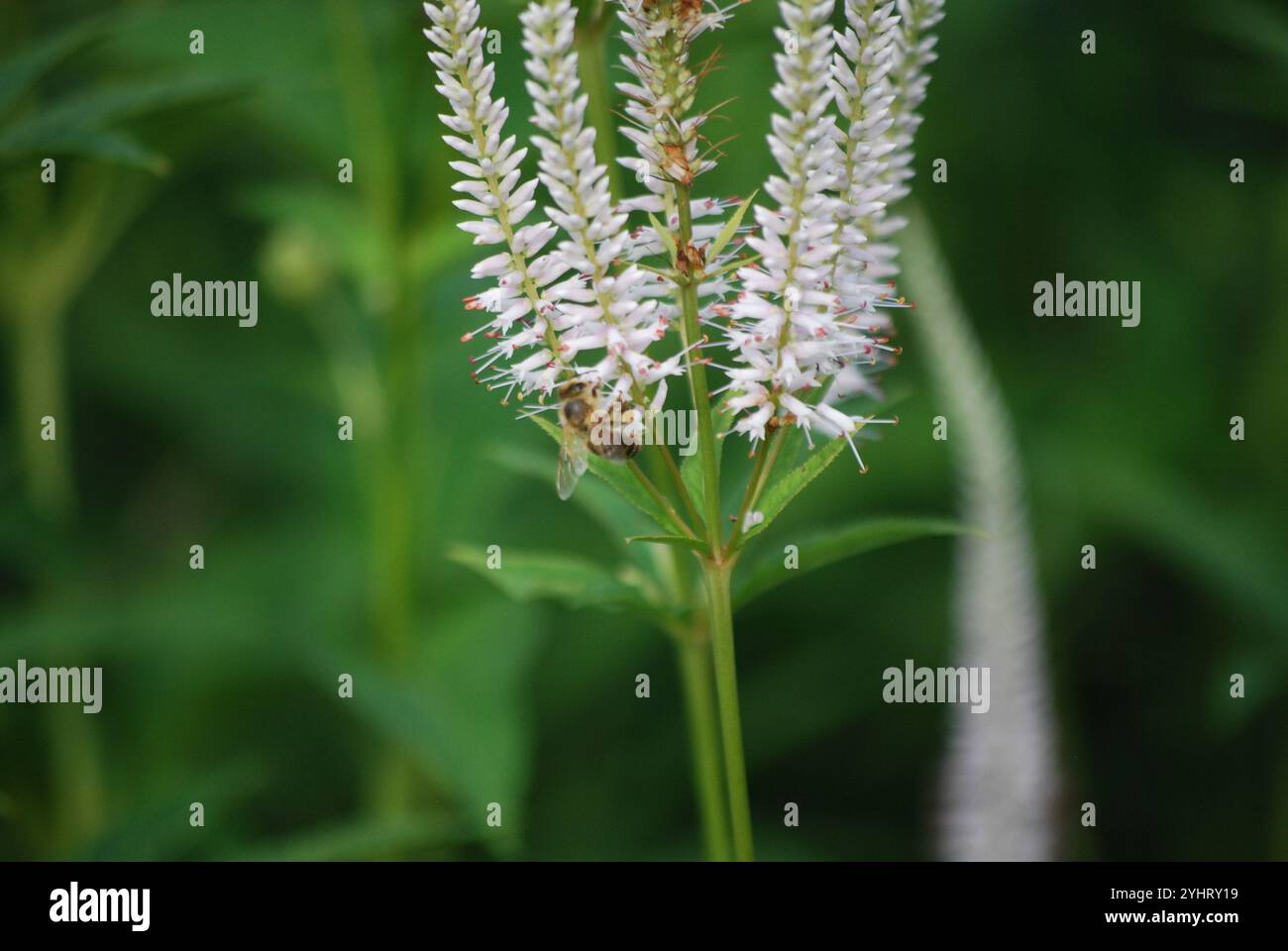 Culver's root (Veronicastrum virginicum Stock Photo - Alamy