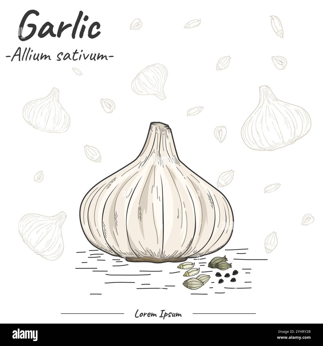 Onion garlic in traditional Stock Vector Images - Alamy