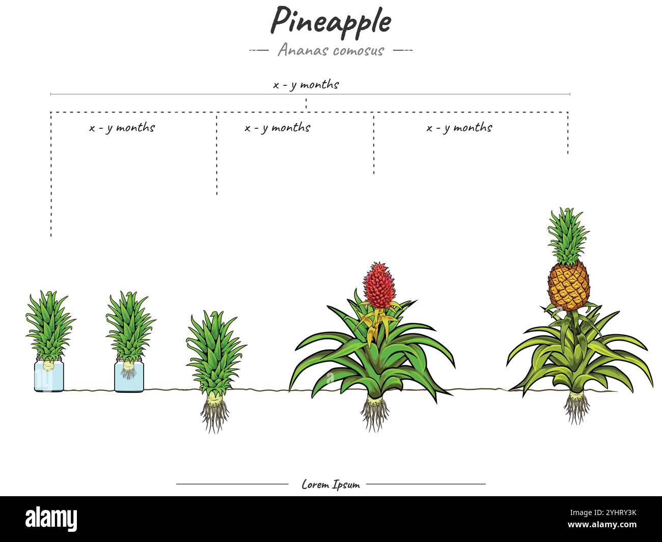 Growing stages of Ananas comosus pineapple with water Stock Vector ...