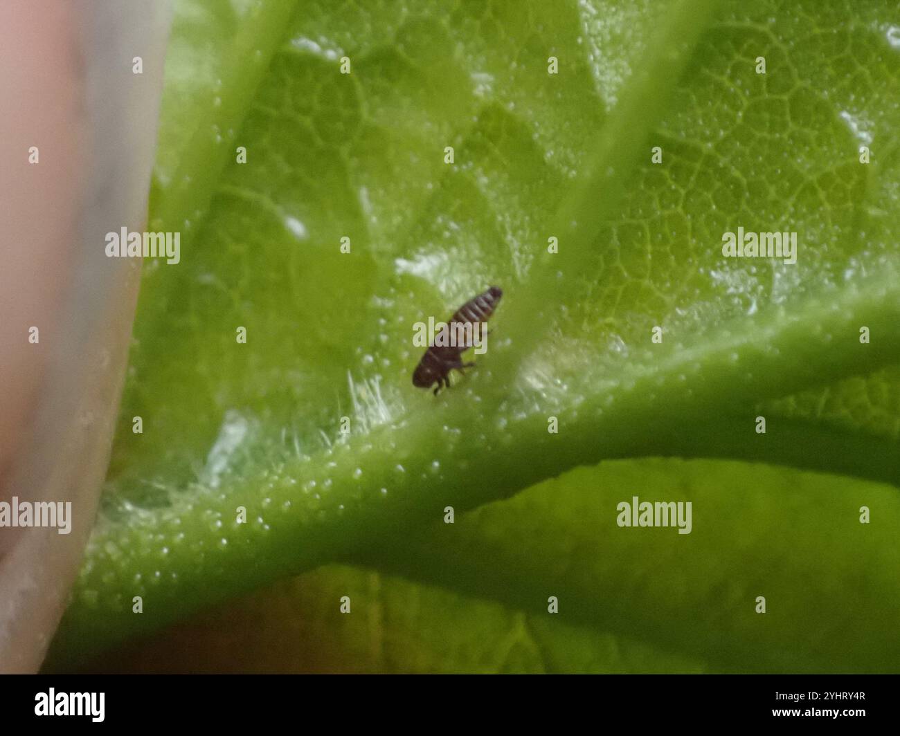 Spittlebugs and Froghoppers (Cercopoidea Stock Photo - Alamy