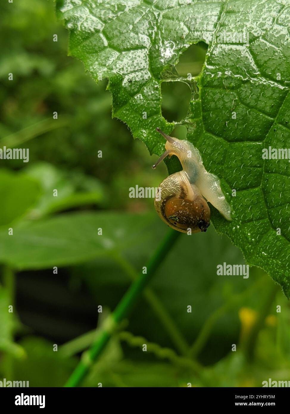 Common Land Snails and Slugs (Stylommatophora Stock Photo - Alamy
