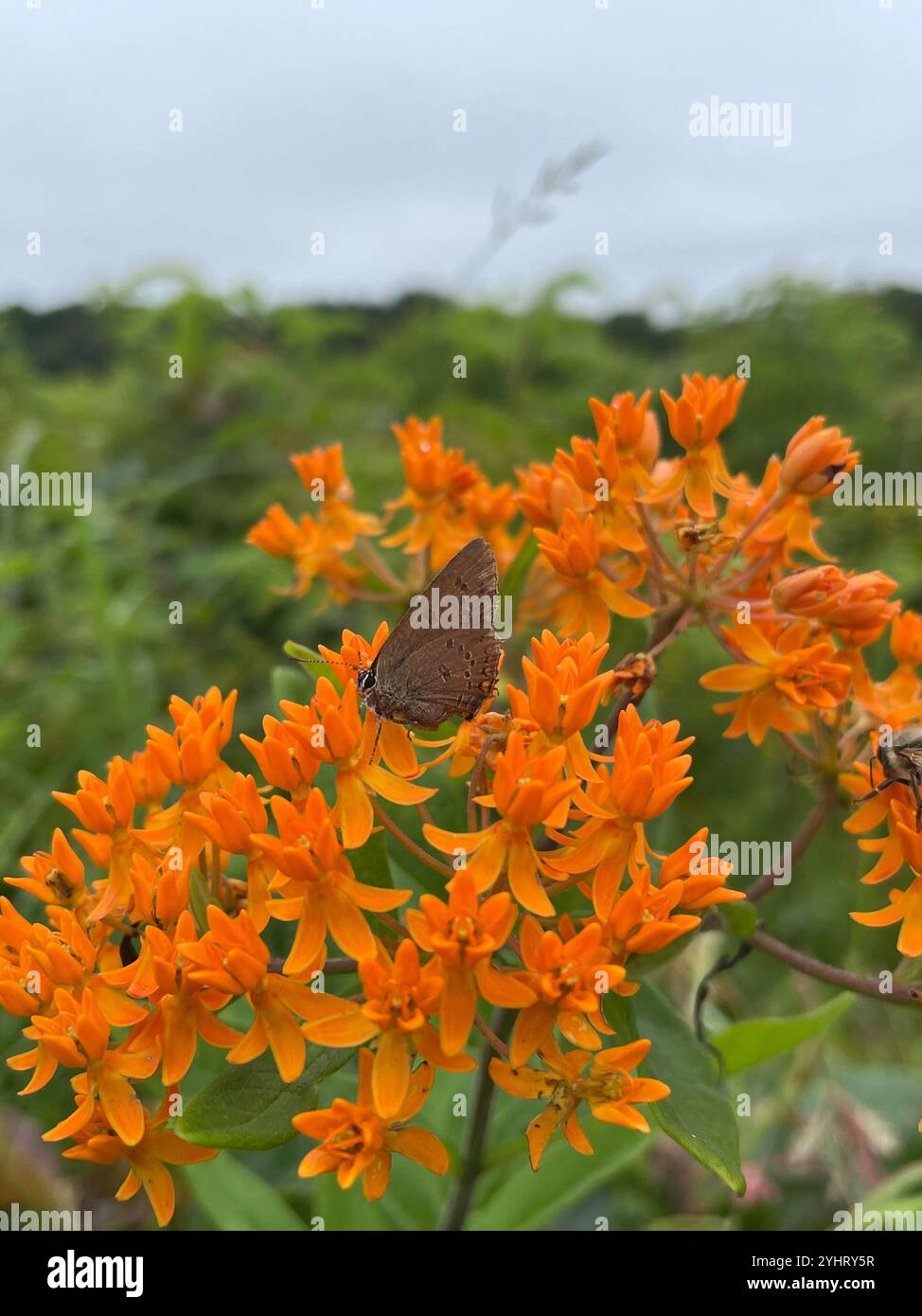 Edwards' Hairstreak (Satyrium edwardsii Stock Photo - Alamy