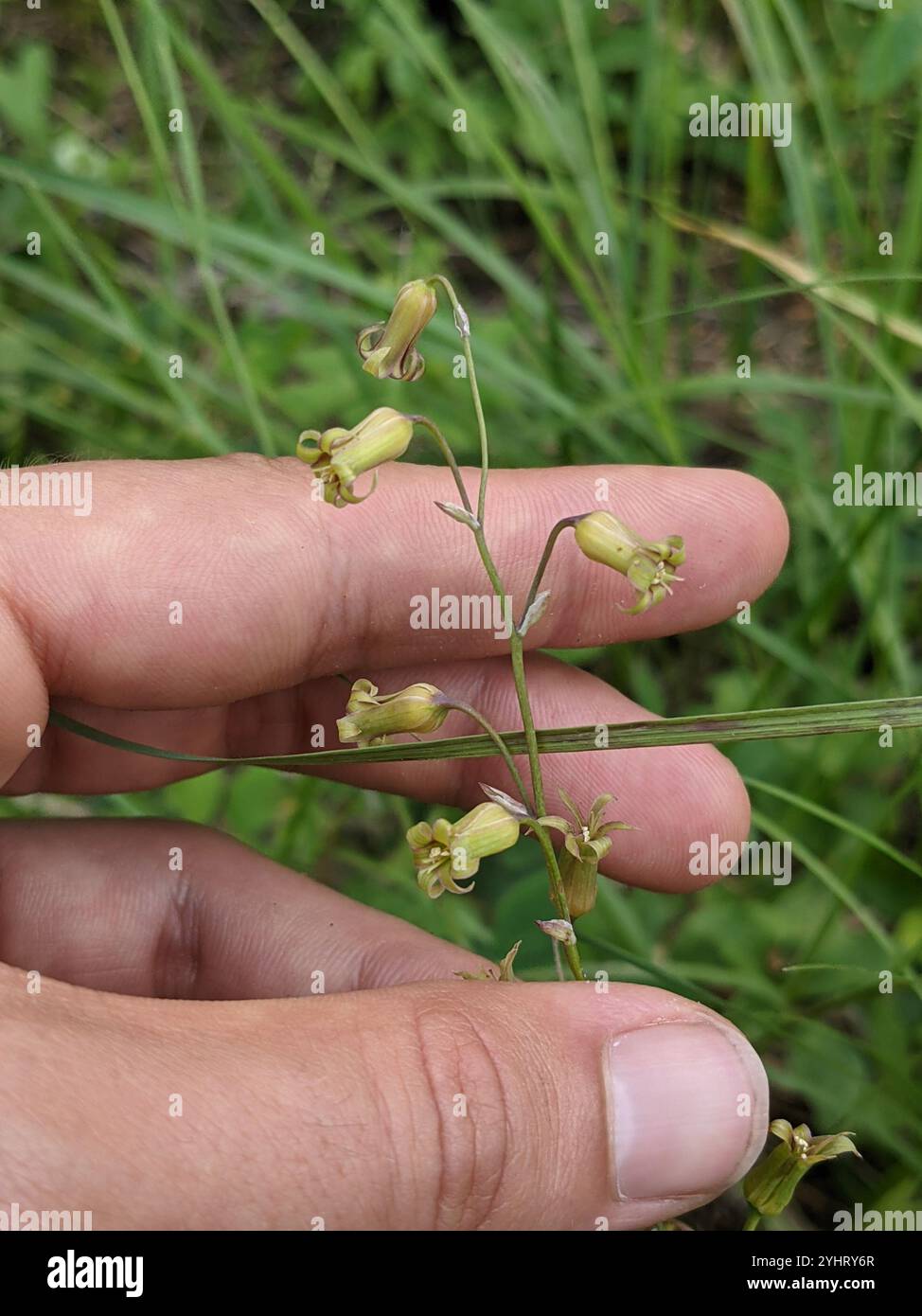 bronze-bells (Anticlea occidentalis Stock Photo - Alamy