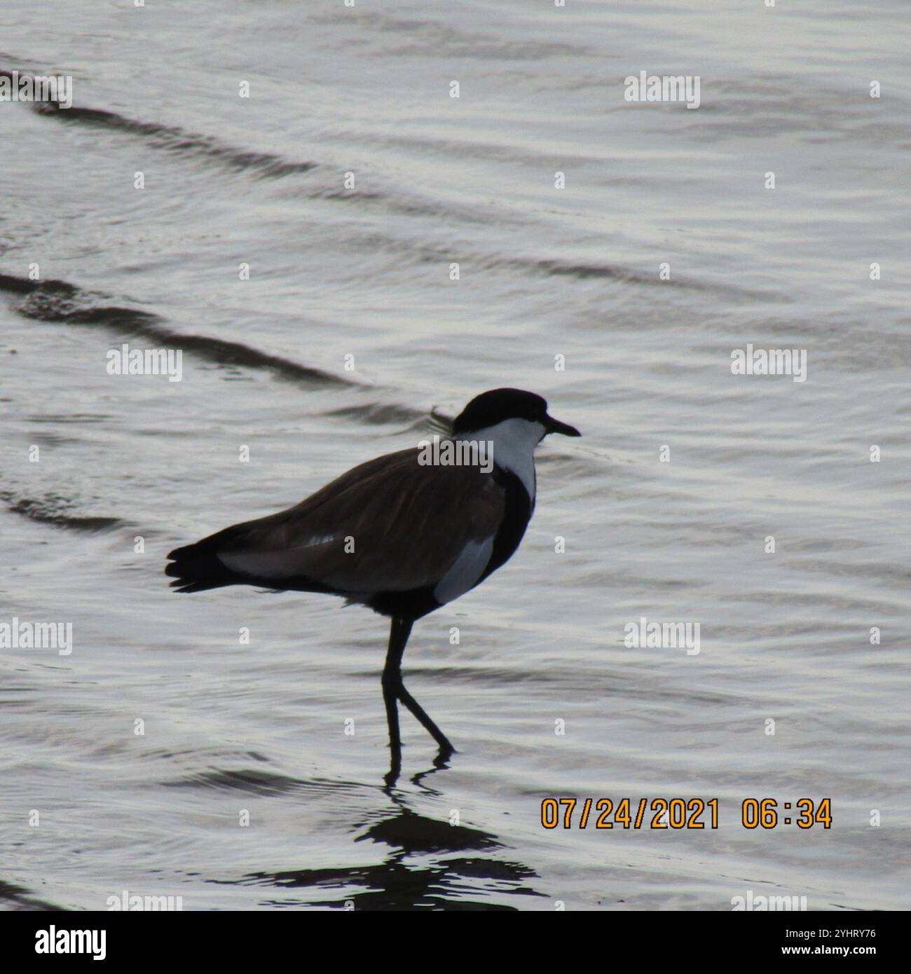 Spur-winged Lapwing (Vanellus spinosus Stock Photo - Alamy