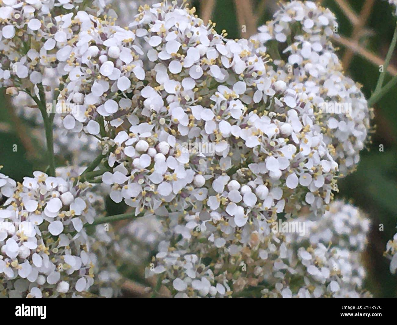 broadleaved pepperweed (Lepidium latifolium Stock Photo - Alamy