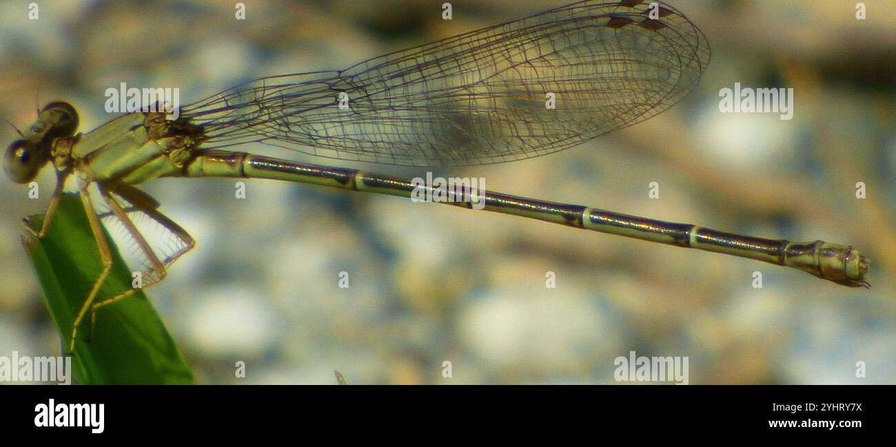 Blue-fronted Dancer (Argia apicalis Stock Photo - Alamy