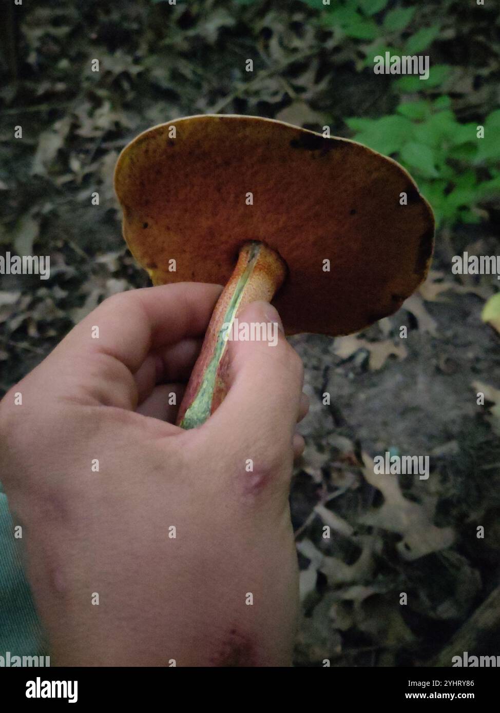 Red-mouth Bolete (Neoboletus subvelutipes Stock Photo - Alamy
