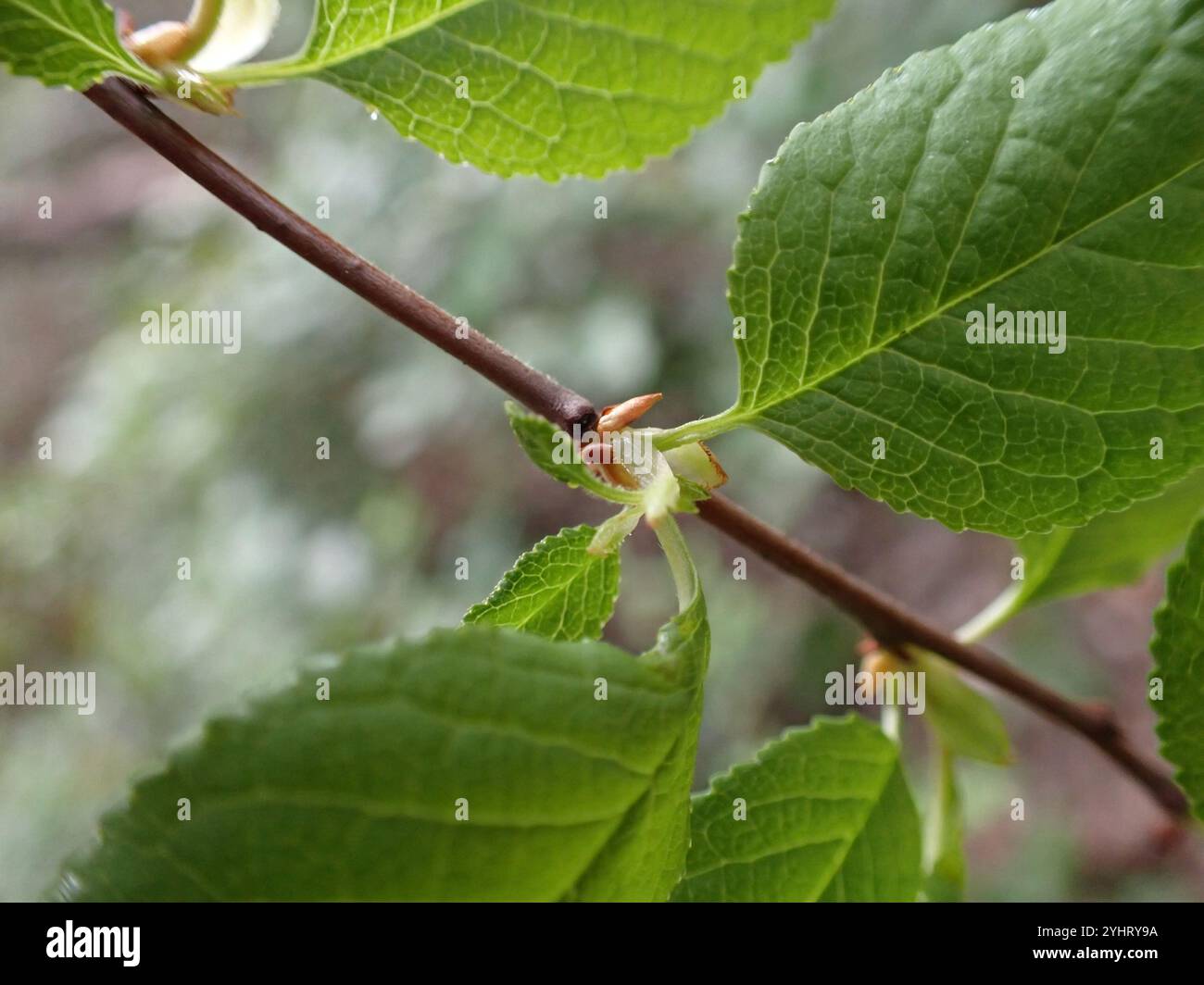 Bitter cherry (Prunus emarginata Stock Photo - Alamy