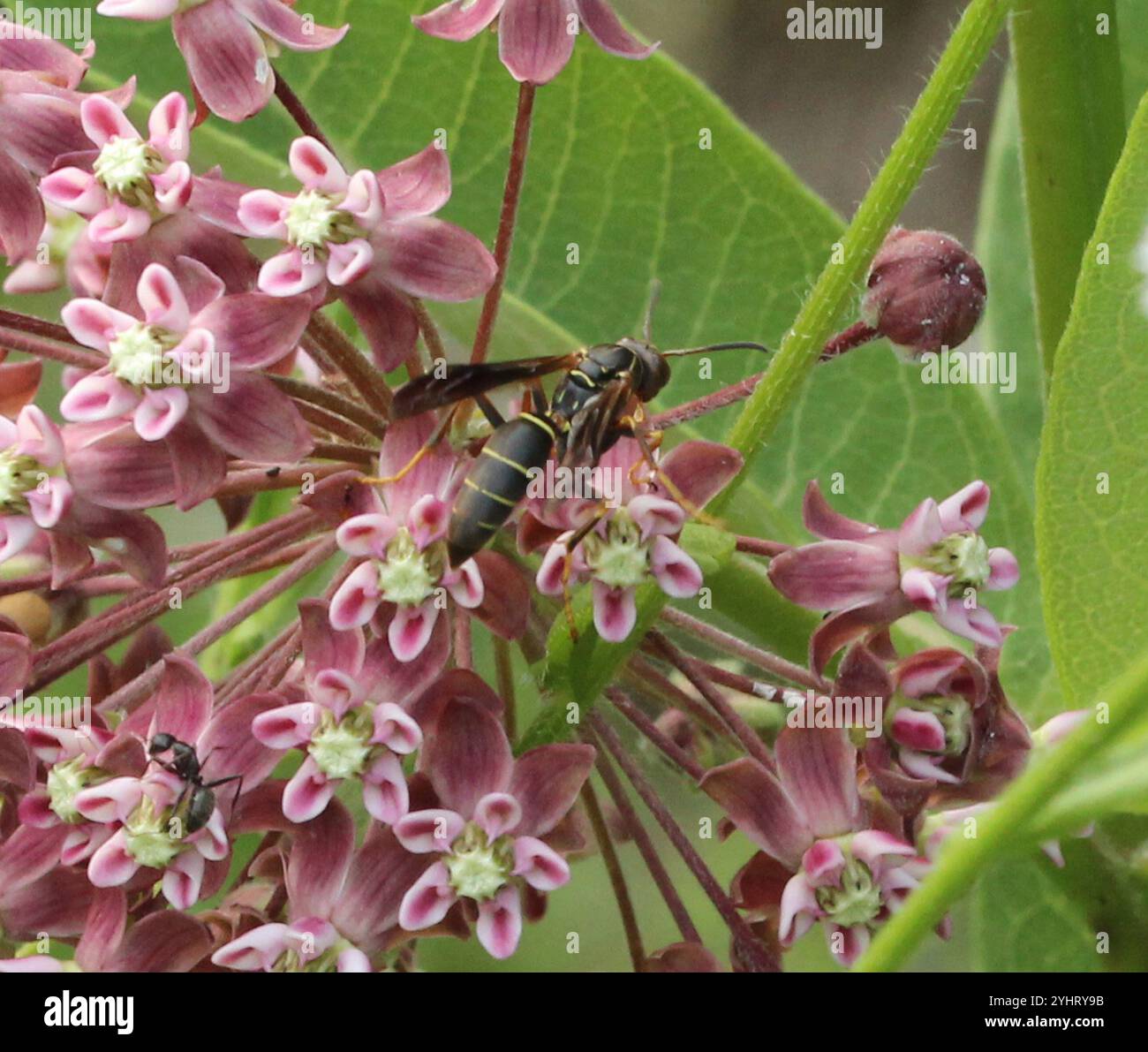 Northern Paper Wasp (Polistes fuscatus Stock Photo - Alamy