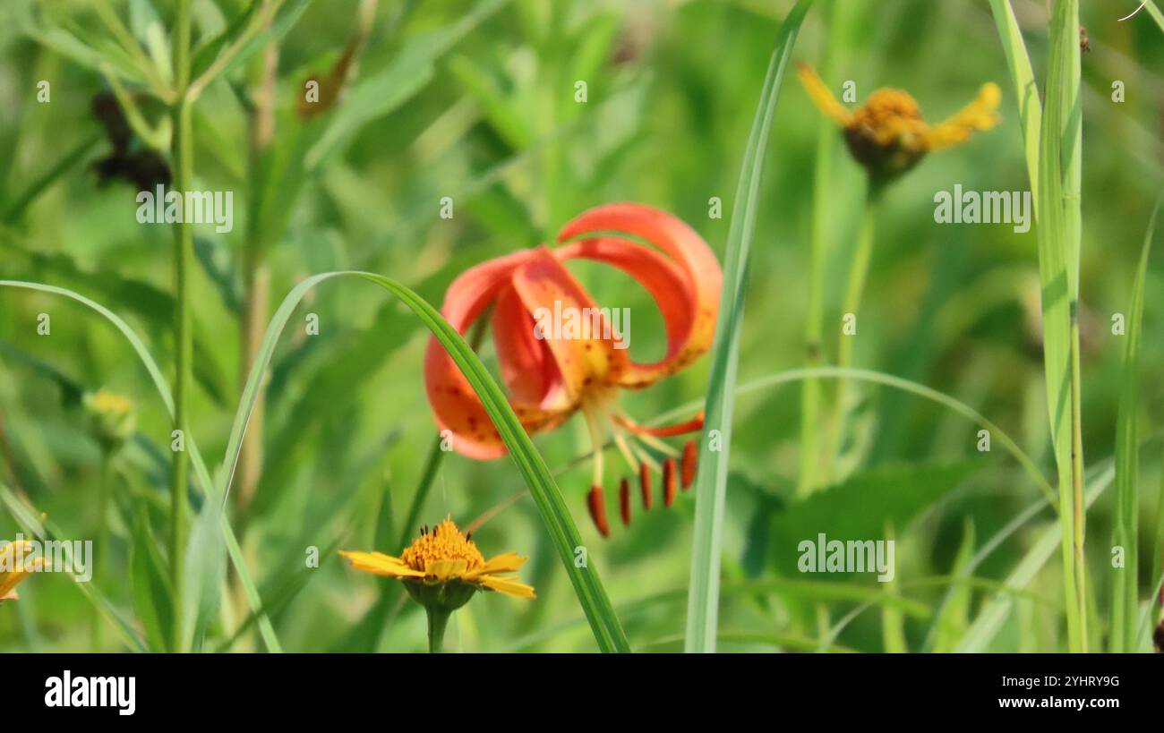 Michigan lily (Lilium michiganense Stock Photo - Alamy