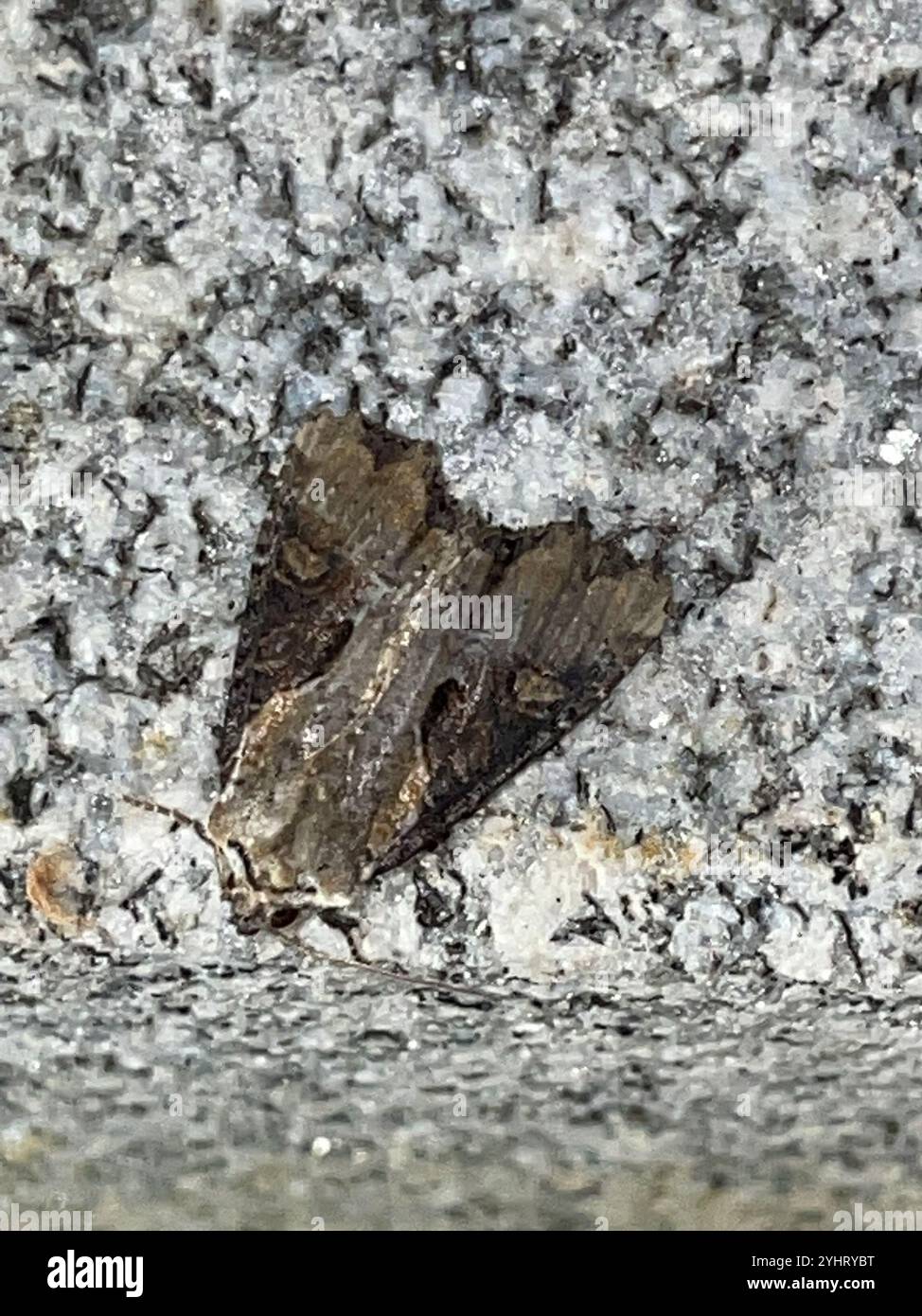 Lateroligia hi-res stock photography and images - Alamy