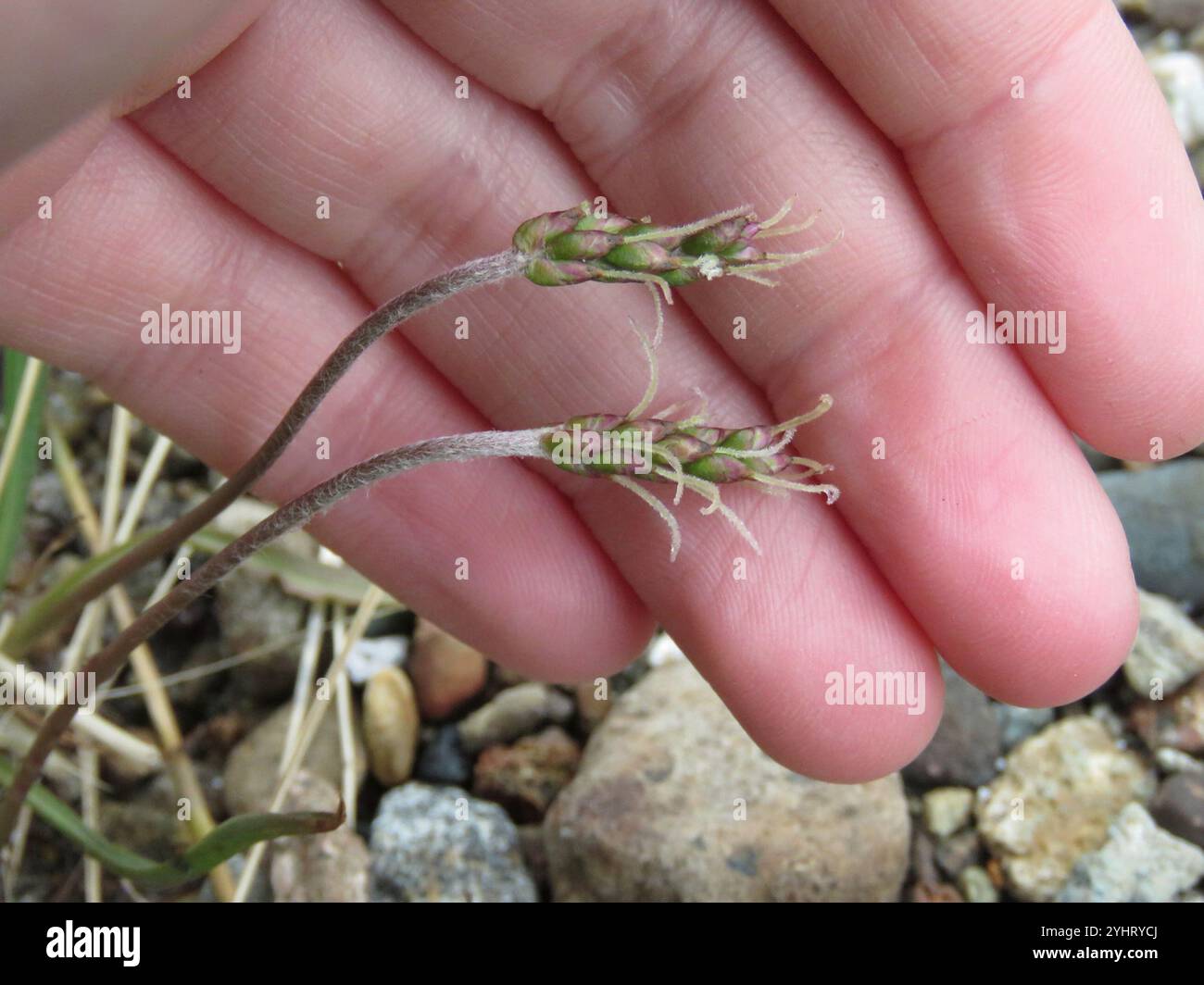 Alaska Plantain (Plantago macrocarpa Stock Photo - Alamy