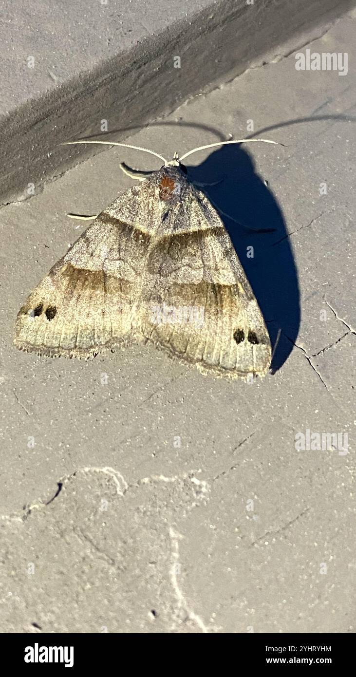 Clover Looper Moth (Caenurgina crassiuscula Stock Photo - Alamy