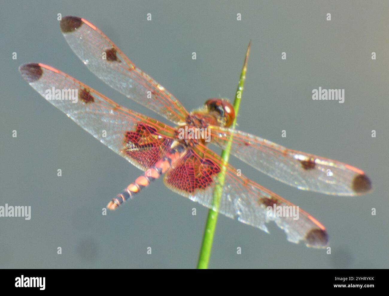 Calico Pennant (Celithemis elisa Stock Photo - Alamy