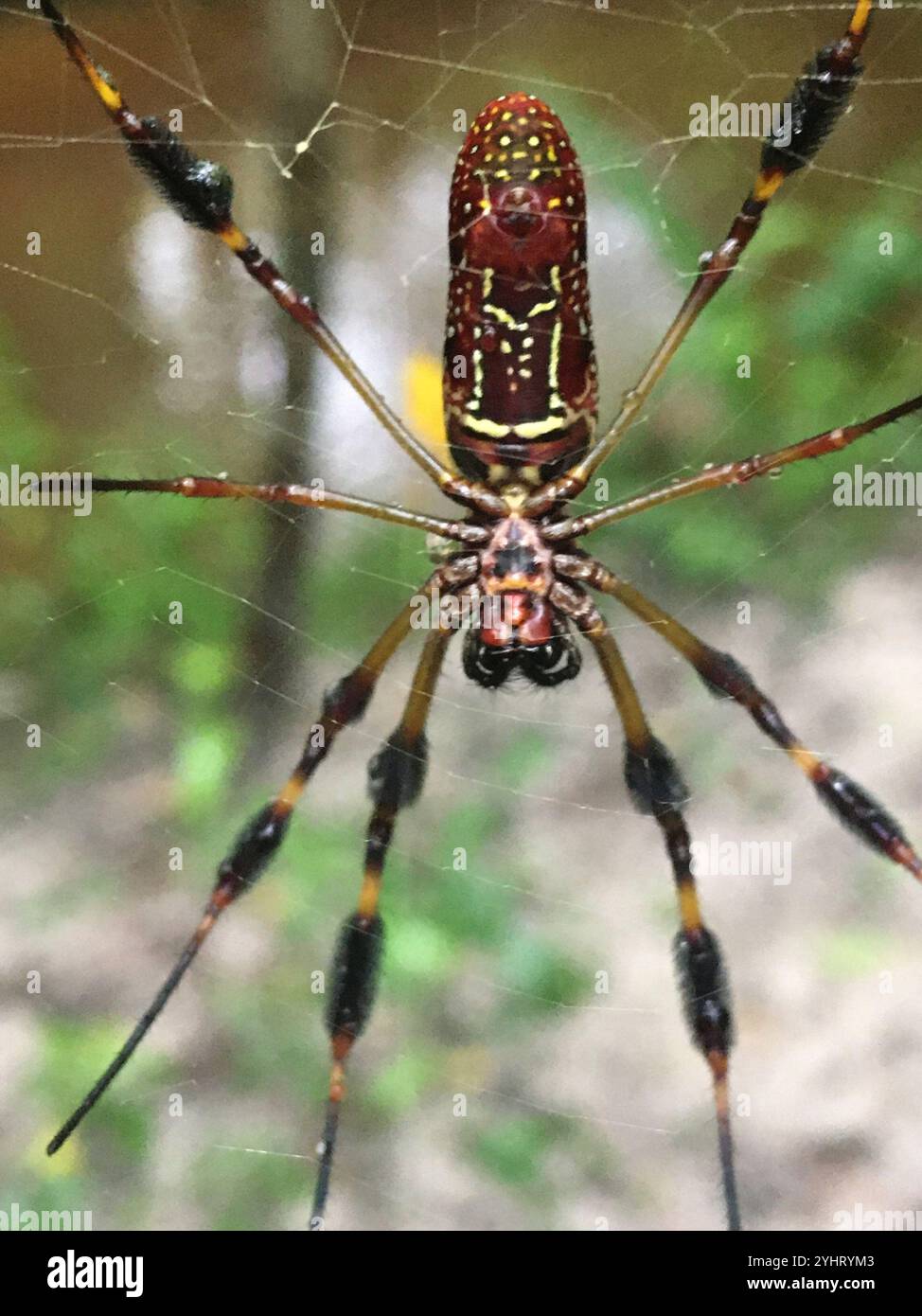 Golden Silk Spider (Trichonephila clavipes Stock Photo - Alamy