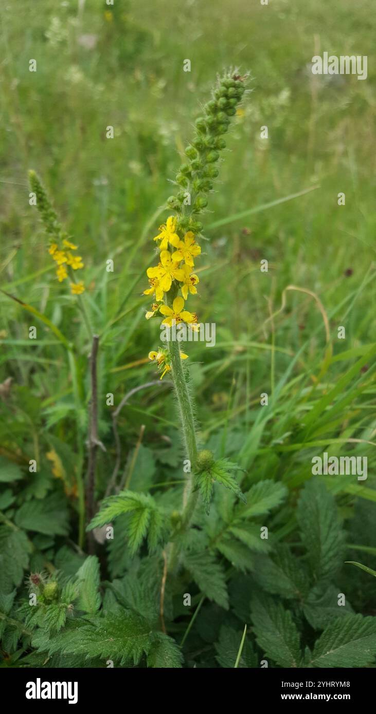 common agrimony (Agrimonia eupatoria Stock Photo - Alamy