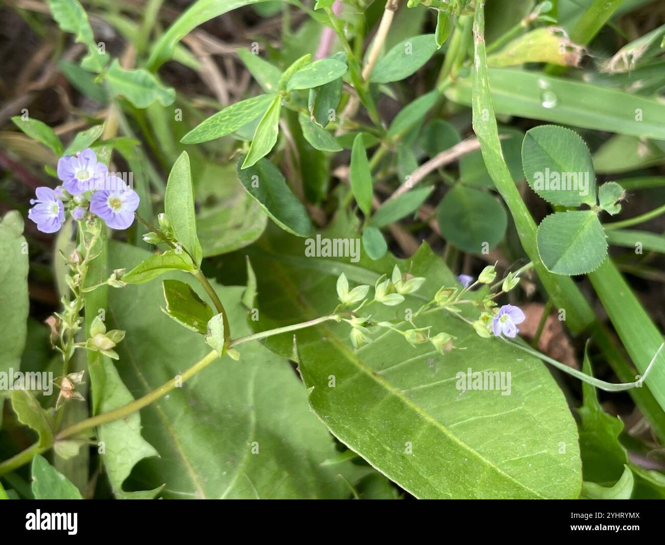 blue water-speedwell (Veronica anagallis-aquatica Stock Photo - Alamy