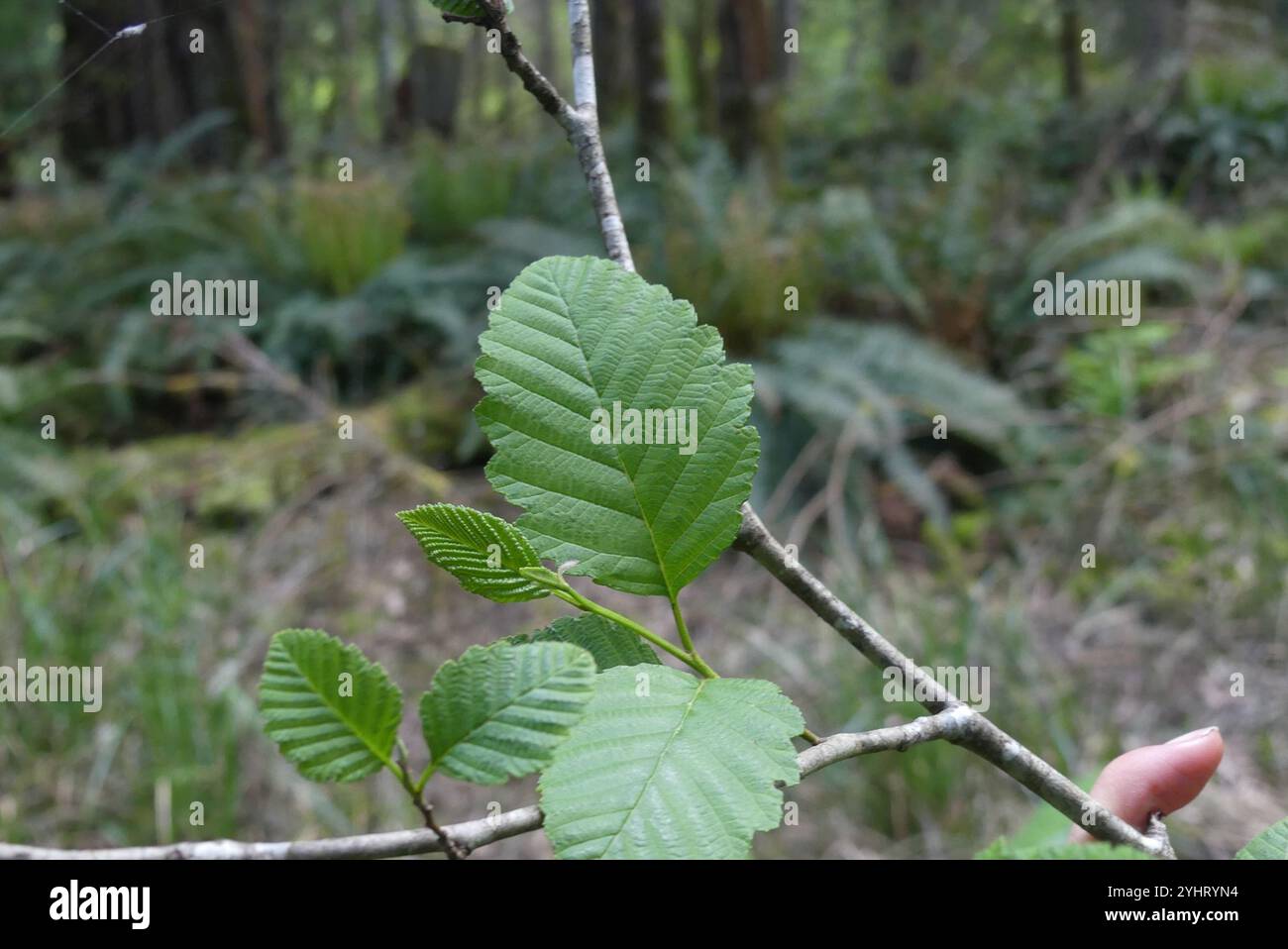 Red Alder (Alnus rubra Stock Photo - Alamy