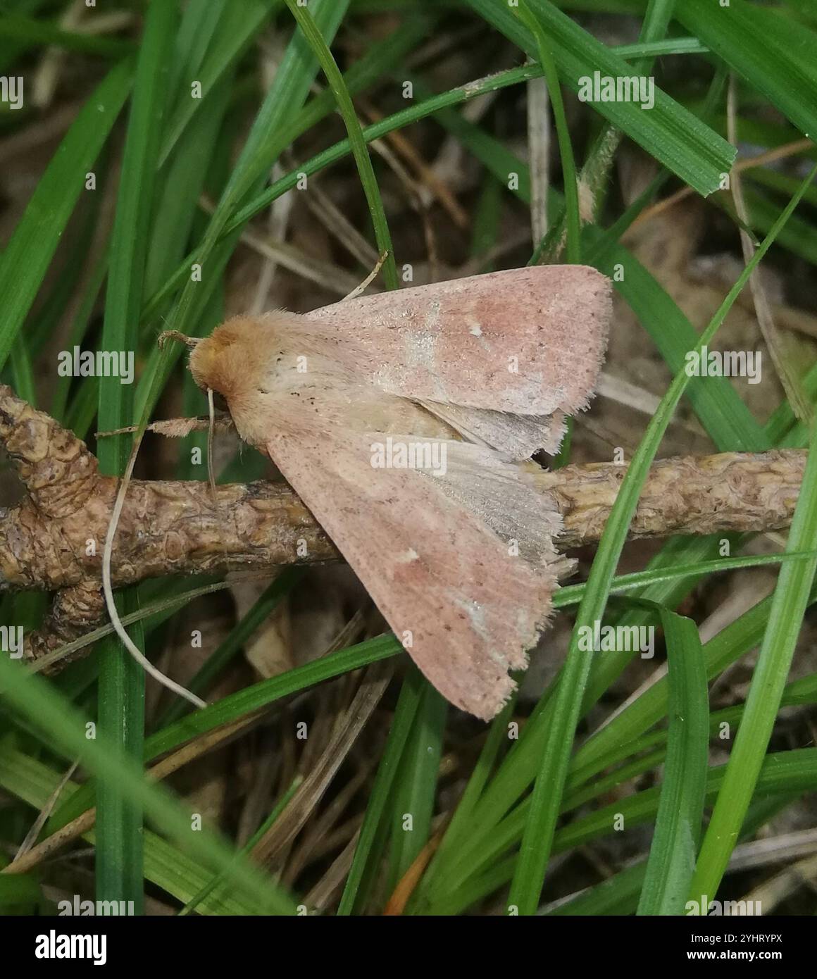 The Clay (Mythimna ferrago Stock Photo - Alamy