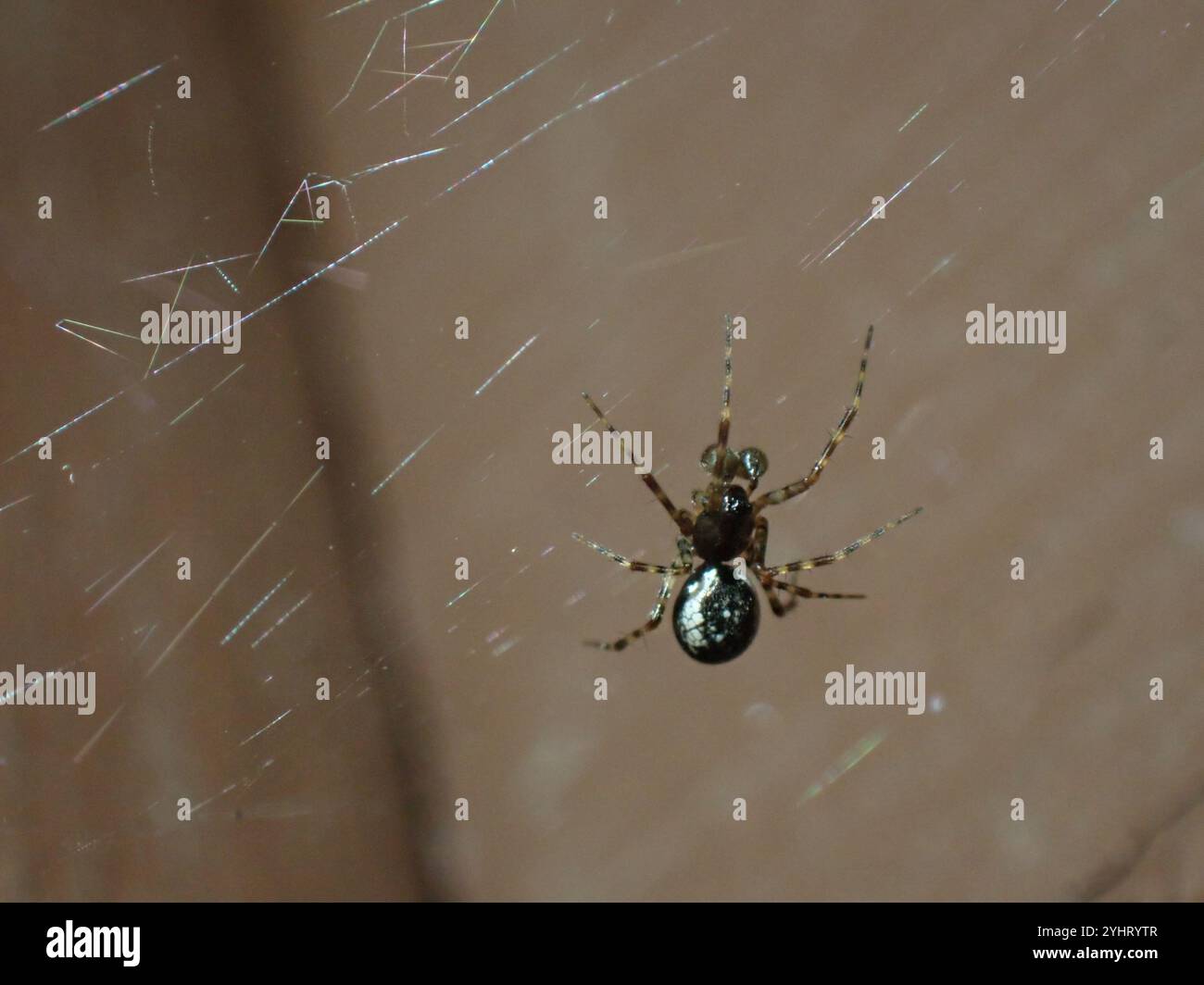 Comb-footed Spiders (Theridiidae Stock Photo - Alamy