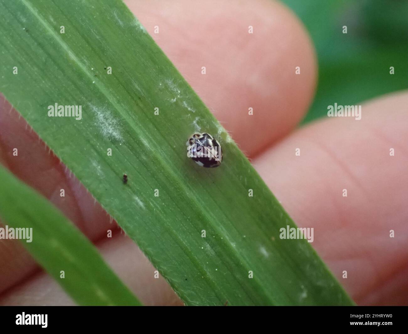 Twenty-spotted Lady Beetle (Psyllobora vigintimaculata Stock Photo - Alamy