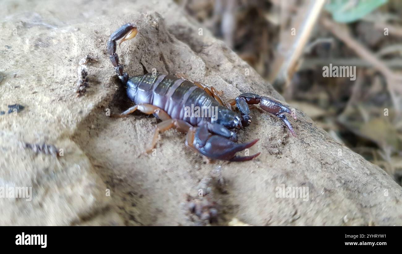 Small wood scorpions hi-res stock photography and images - Alamy