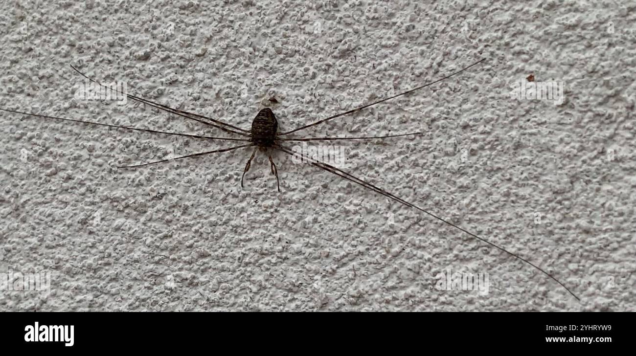 Dicranopalpus ramosus hi-res stock photography and images - Alamy