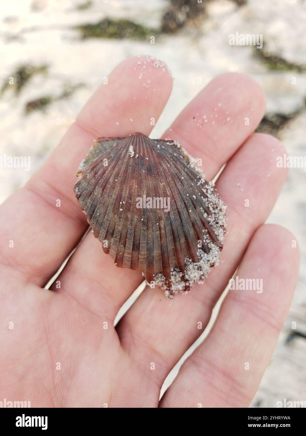 Atlantic Bay Scallop (Argopecten irradians Stock Photo - Alamy