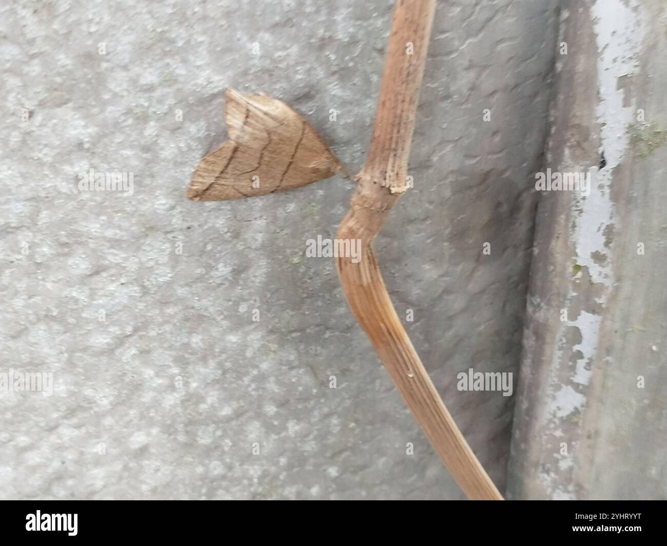 Small Fan-foot (Herminia grisealis Stock Photo - Alamy
