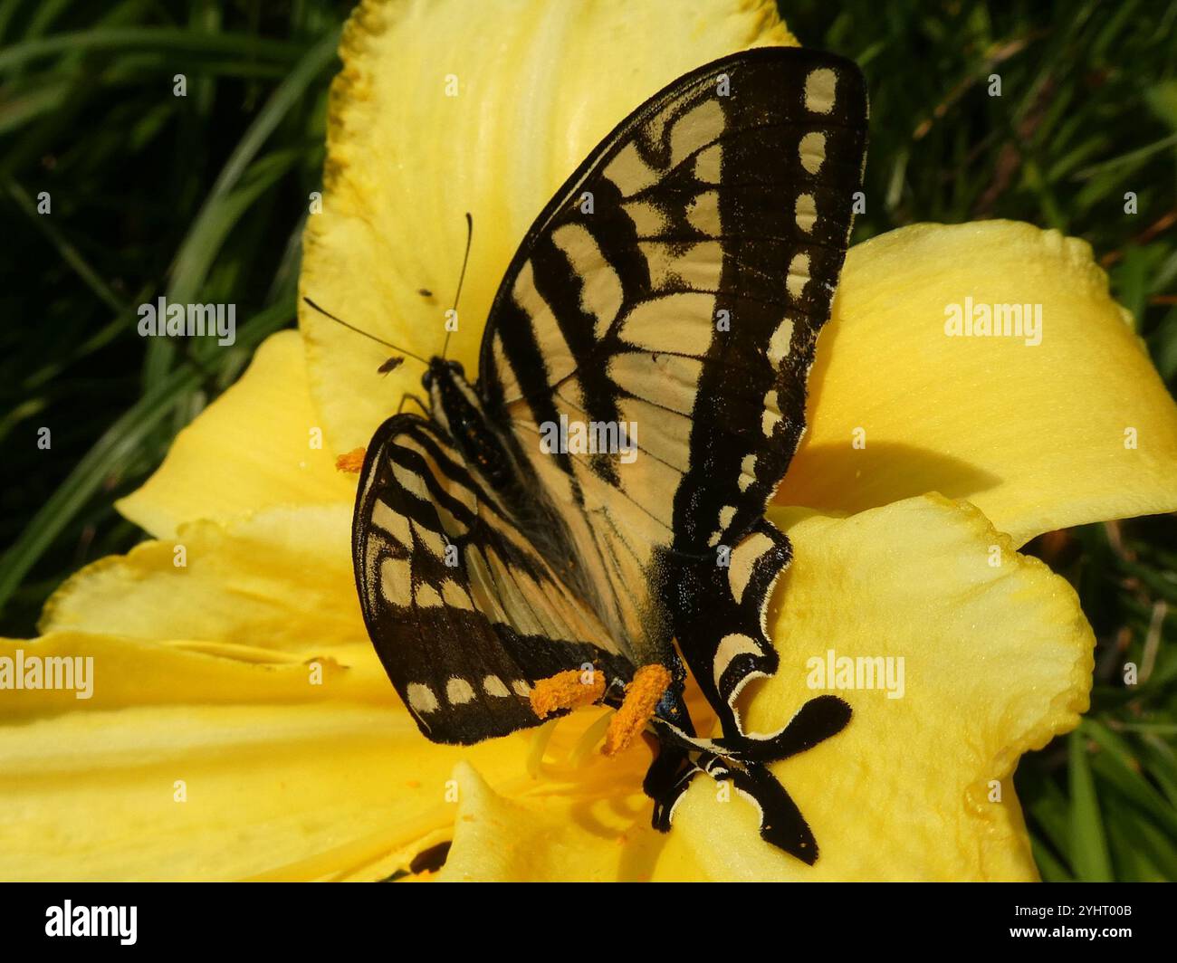 Tiger Swallowtails and Allies (Pterourus Stock Photo - Alamy