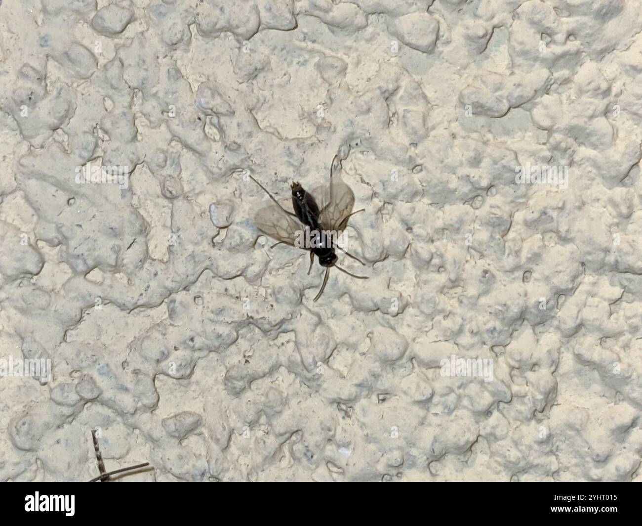 Ants, Bees, and Stinging Wasps (Aculeata Stock Photo - Alamy