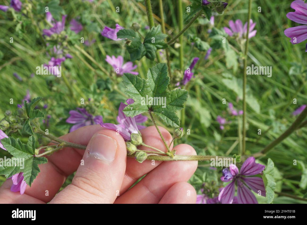 Common Mallow (Malva sylvestris Stock Photo - Alamy