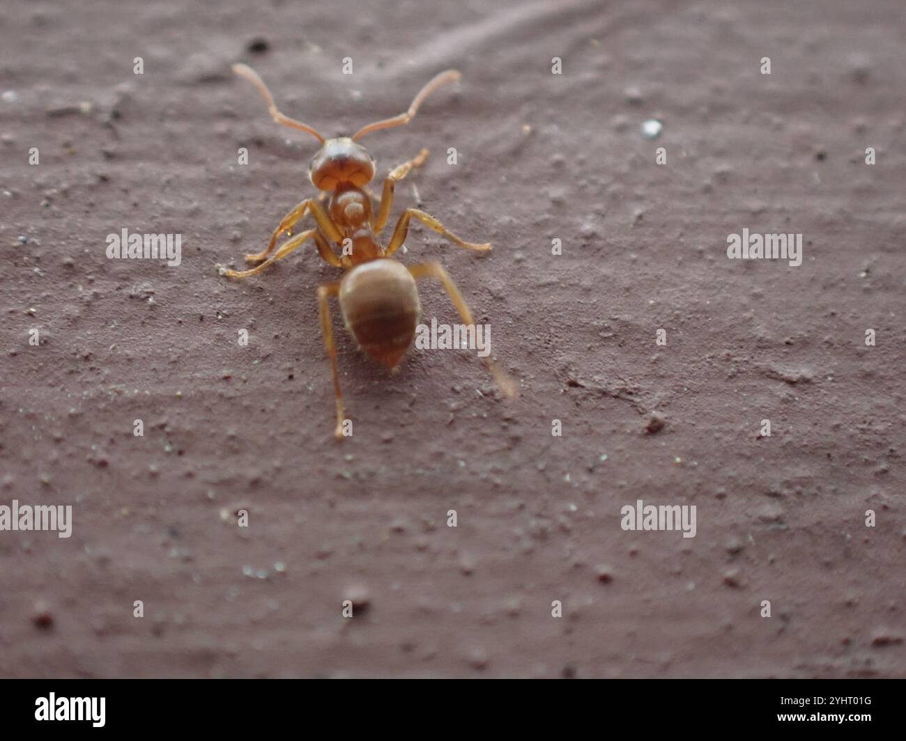 Citronella Ants, Fuzzy Ants, and Allies (Lasius Stock Photo - Alamy