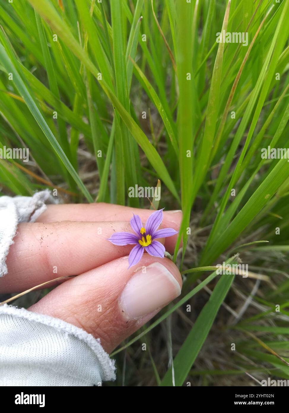 blue-eyed grasses (Sisyrinchium Stock Photo - Alamy