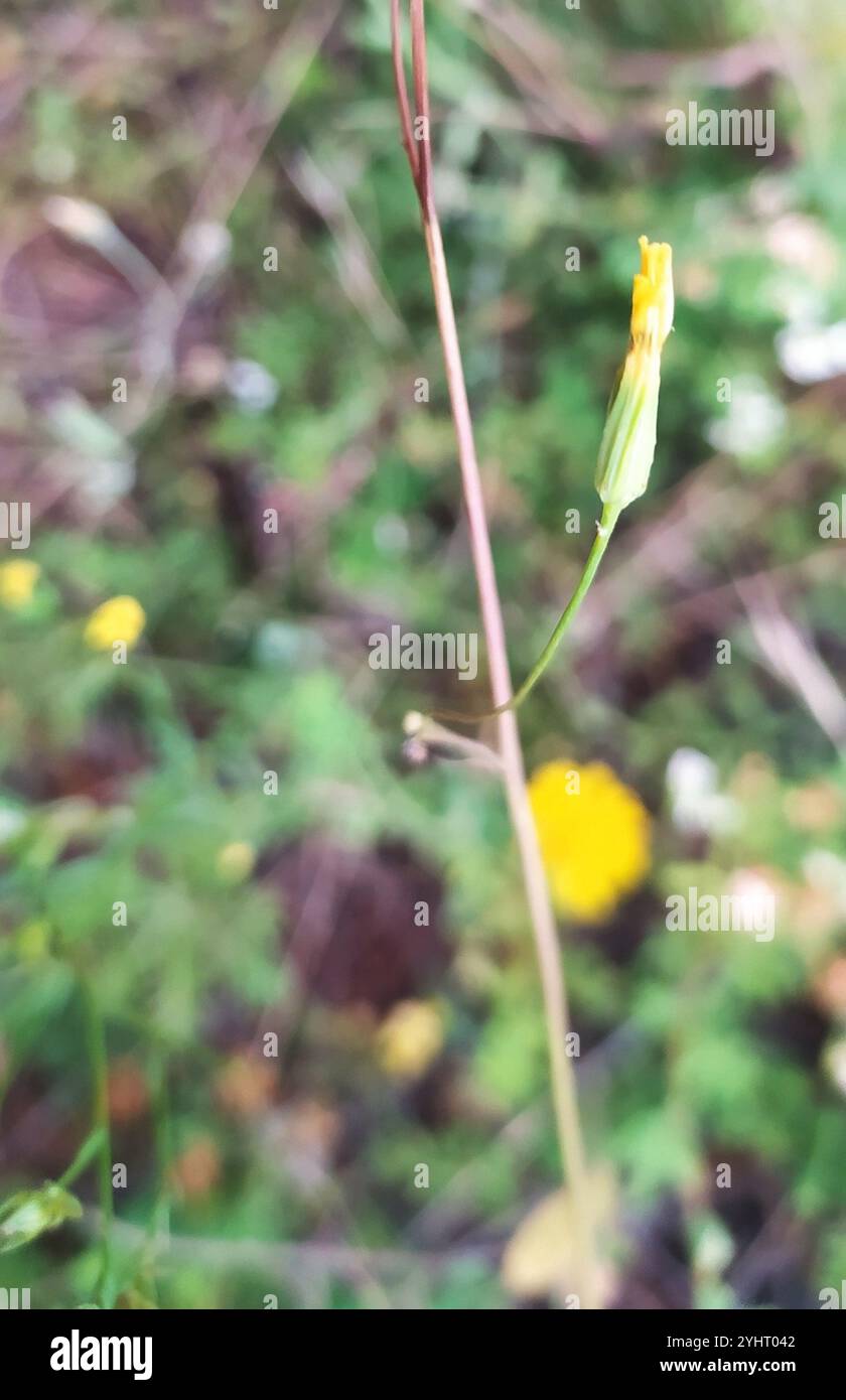 Large Nipplewort (Lapsana communis intermedia Stock Photo - Alamy