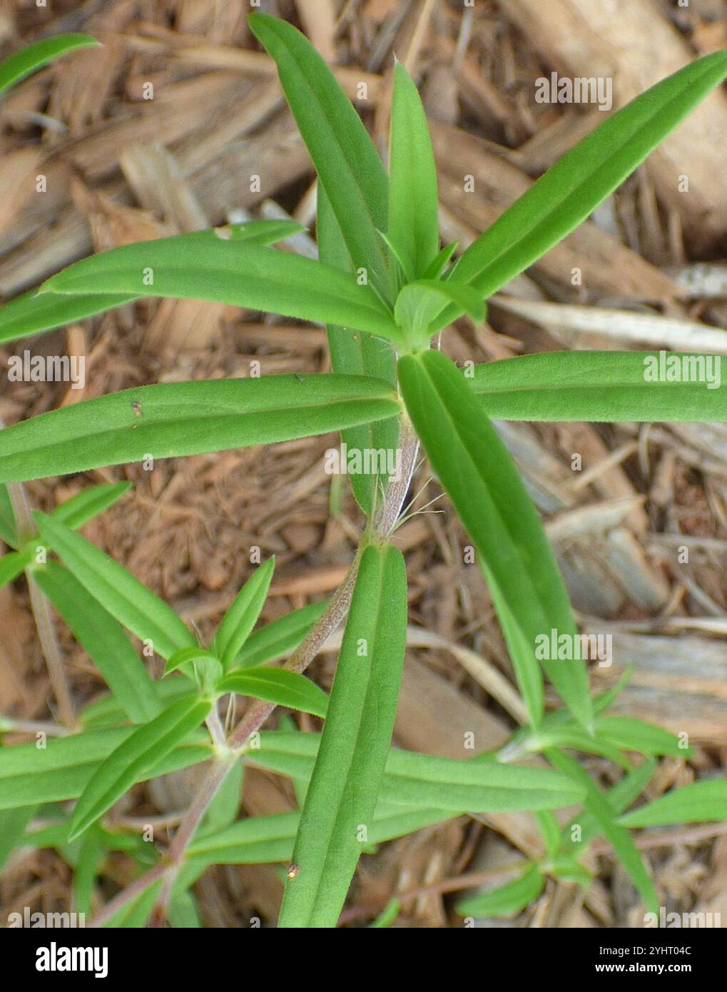 rough buttonweed (Hexasepalum teres Stock Photo - Alamy